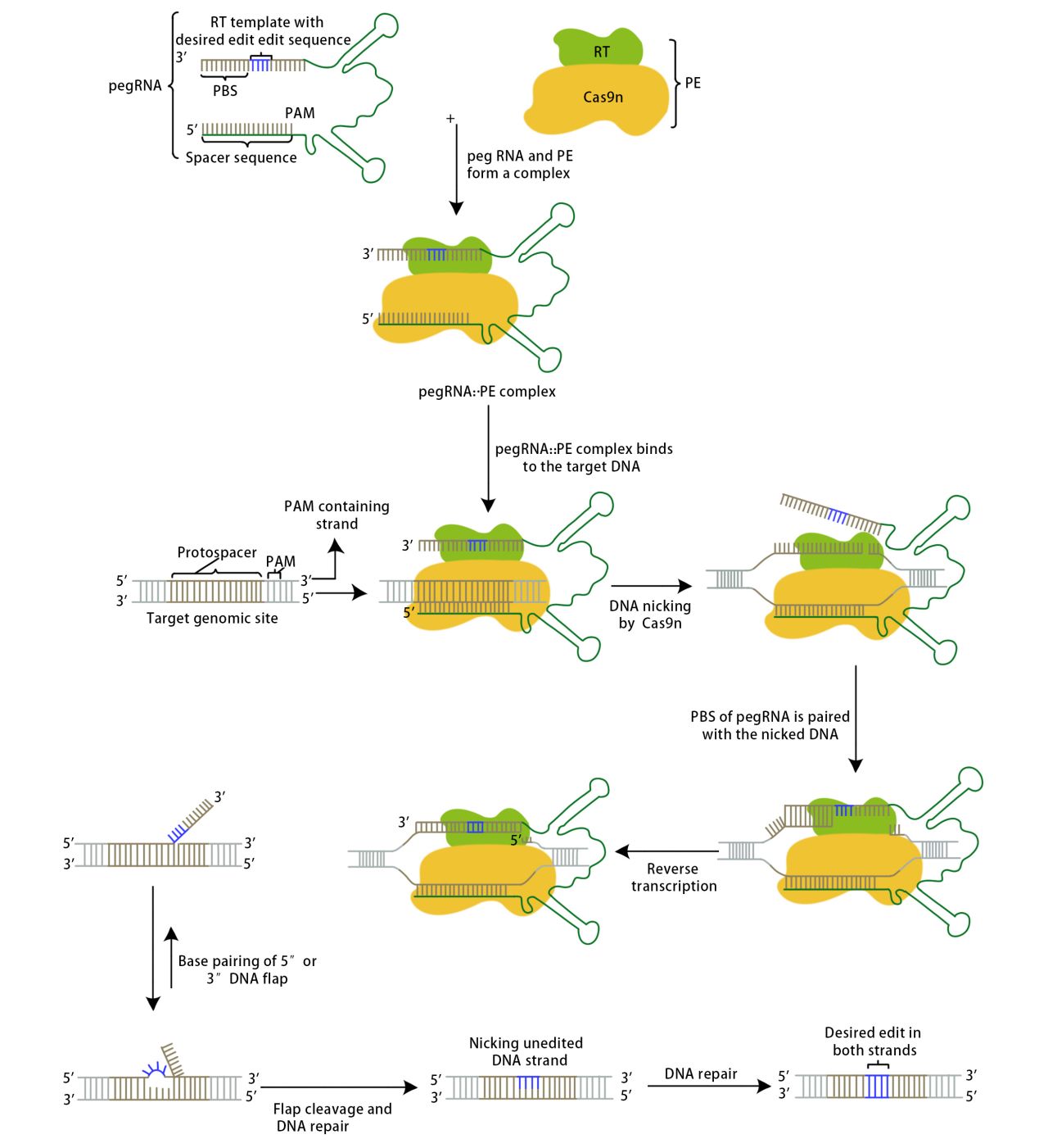 聊聊基因编辑技术的前世今生：ZFN、TALEN、CRISPR - 哔哩哔哩