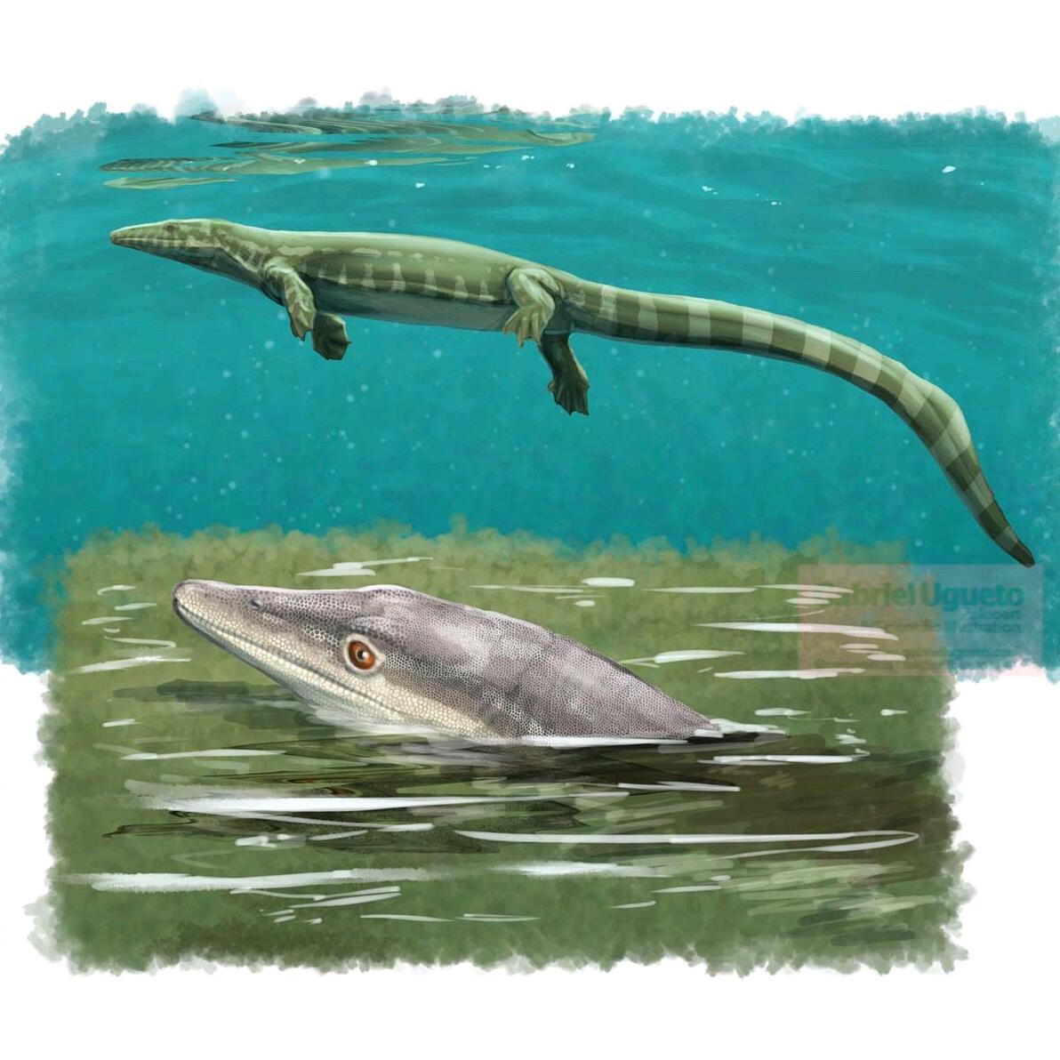 分享古生物图片（第三十三期） - 哔哩哔哩