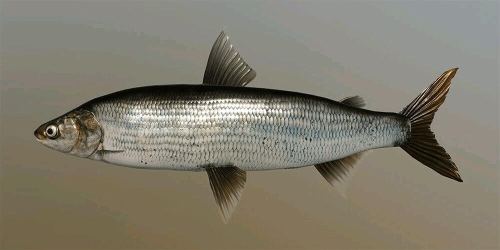 《俄罗斯钓鱼4》全鱼类对照（2）鲑，鲟鳇，狗鱼，鲱，鲈塘鳢，太阳鱼，竹刀鱼，鳗 - 哔哩哔哩