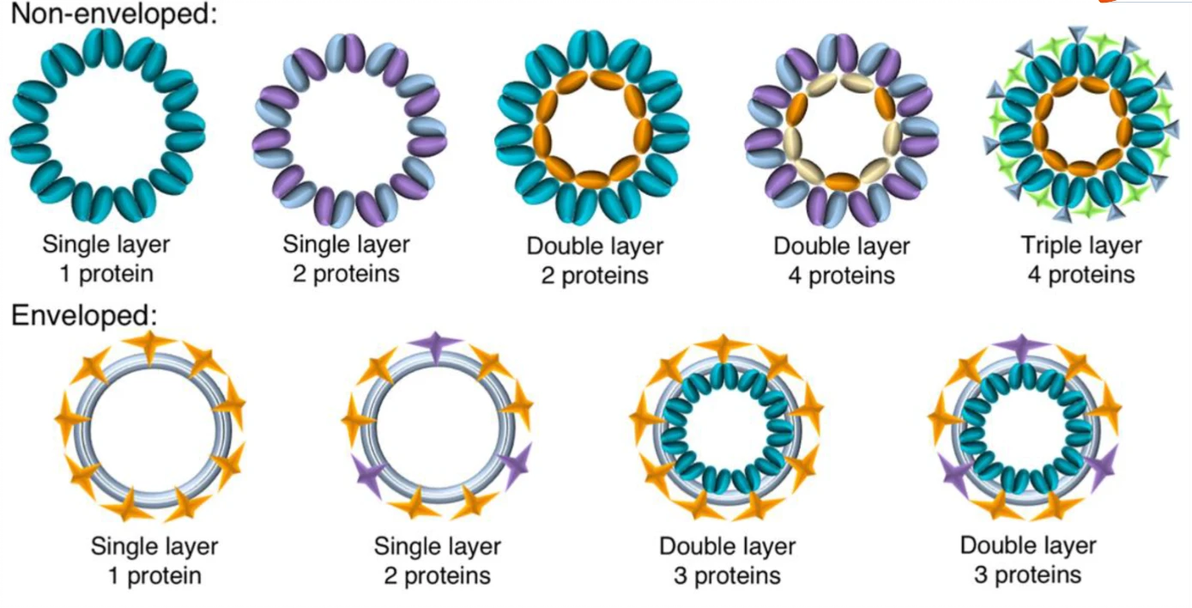 解锁VLP疫苗奥秘：初学者入门VLP疫苗指南及最全VLP表达平台解析 - 哔哩哔哩