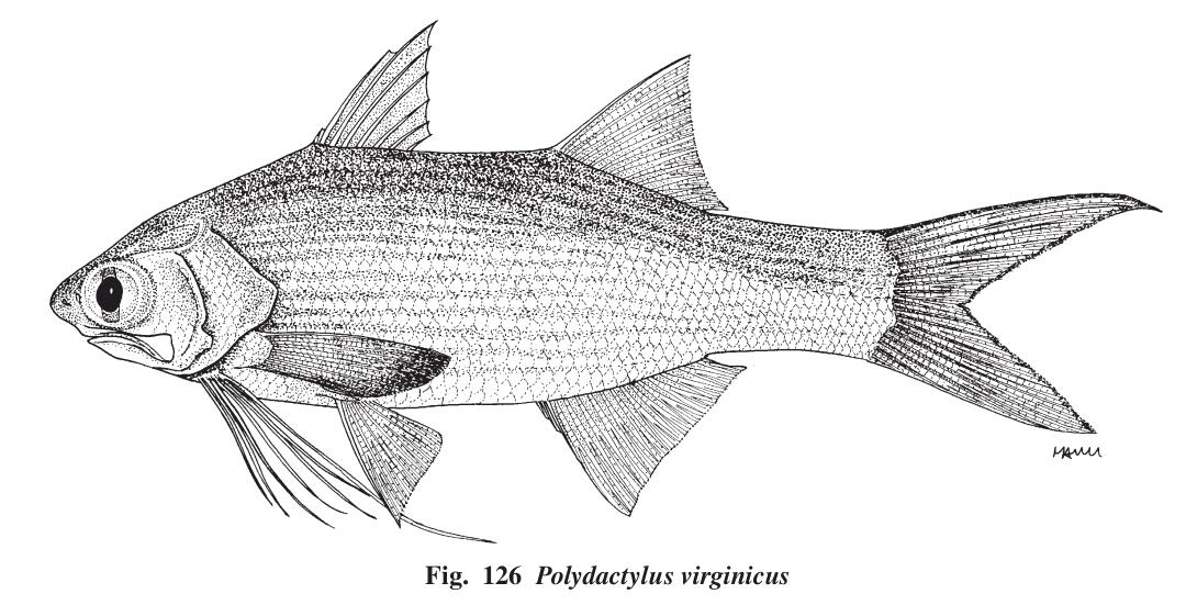【鳍指如丝】马鲅科——多指马鲅属Polydactylus上 - 哔哩哔哩