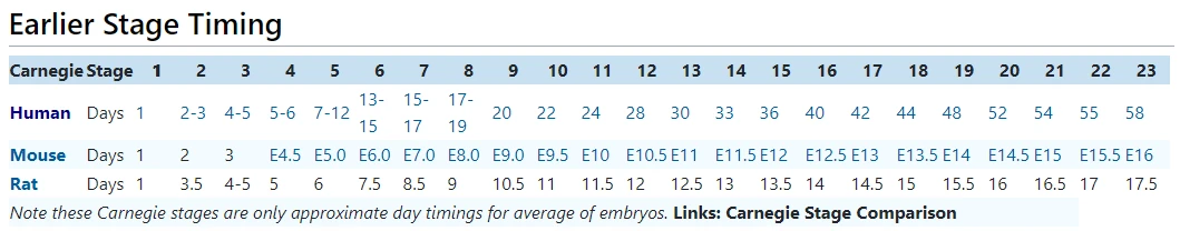 一枚受精卵如何“变”成一只小鼠？ - 哔哩哔哩