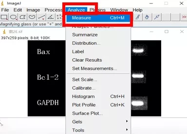 Image J定量分析WB灰度值 - 哔哩哔哩