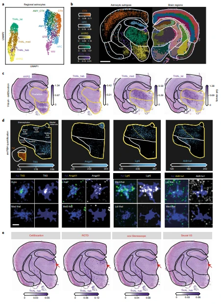 《NBT》| Cell2location注释空间数据细胞 - 哔哩哔哩