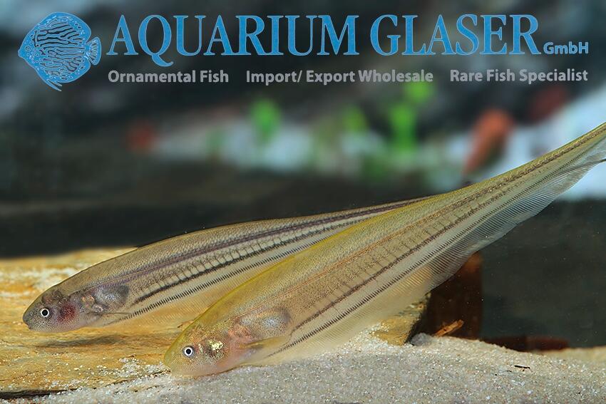 电鳗目大体分类（信息截至2025.4） - 哔哩哔哩