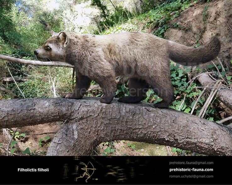 首鼬熊族的简单整理和翻译 - 哔哩哔哩