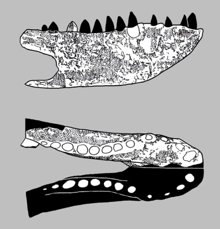【物种译名】埃神鳄类Sebecosuchia全物种译名 - 哔哩哔哩