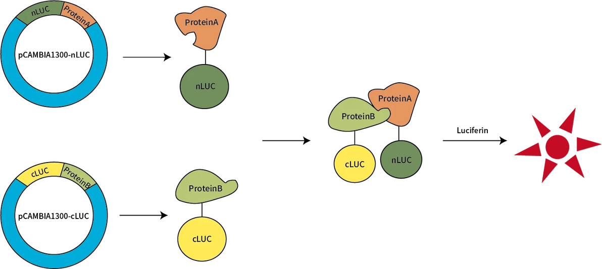 荧光系列技术对比：BiFC、LCA与DLR技术全解析 - 哔哩哔哩