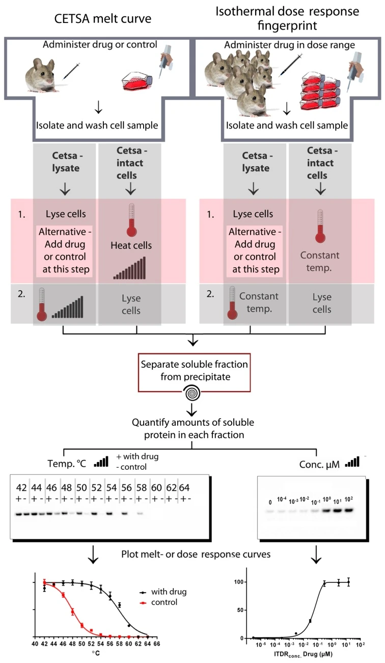 CETSA技术的实验原理及流程 - 哔哩哔哩