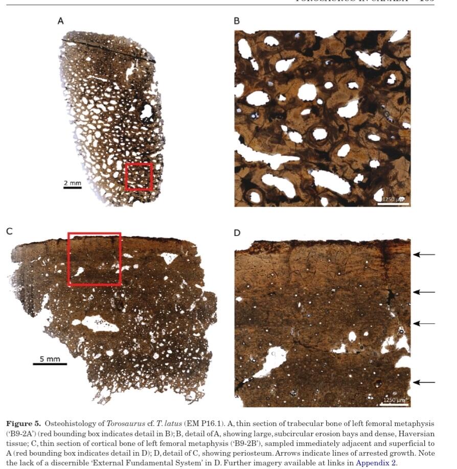 末代大头娃—牛角龙 - 哔哩哔哩