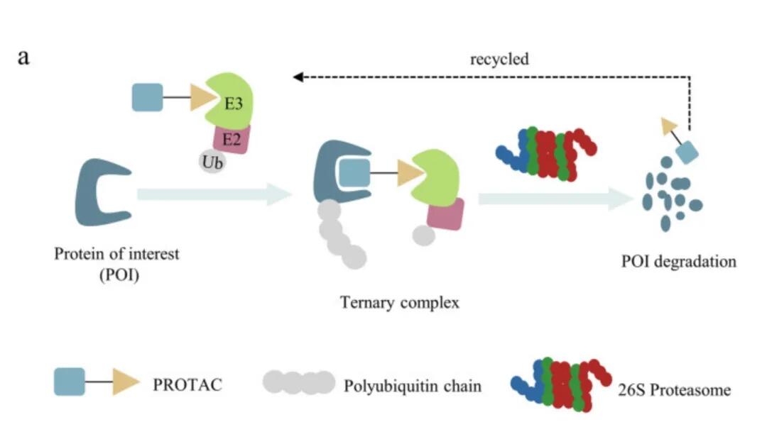 DiffLinker-使用等变3D条件扩散模型设计进行Linkers分子的设计 - 哔哩哔哩