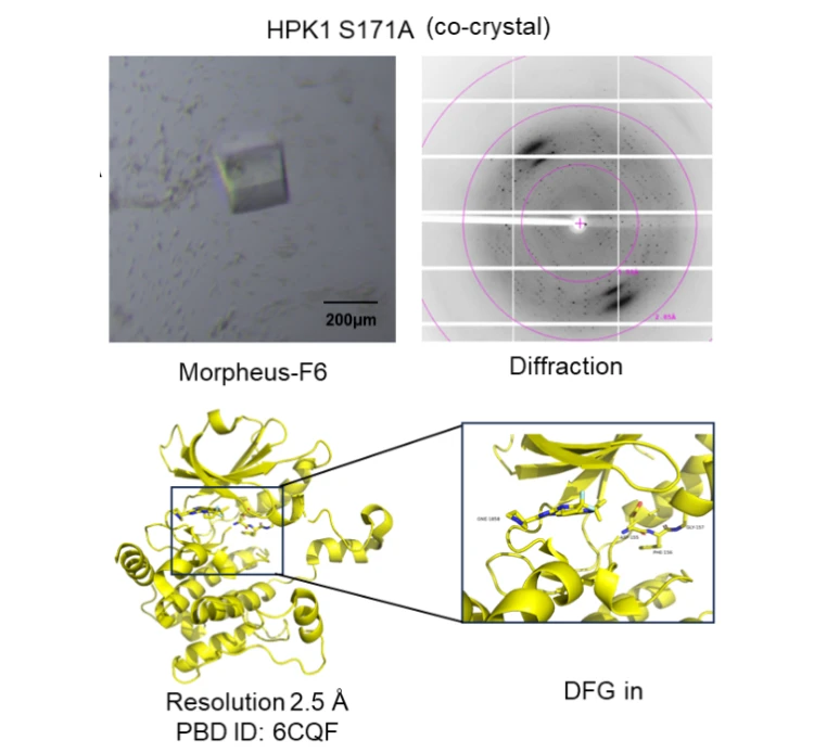 深入靶点：HPK1激酶在免疫调控与肿瘤治疗中的作用 - 哔哩哔哩