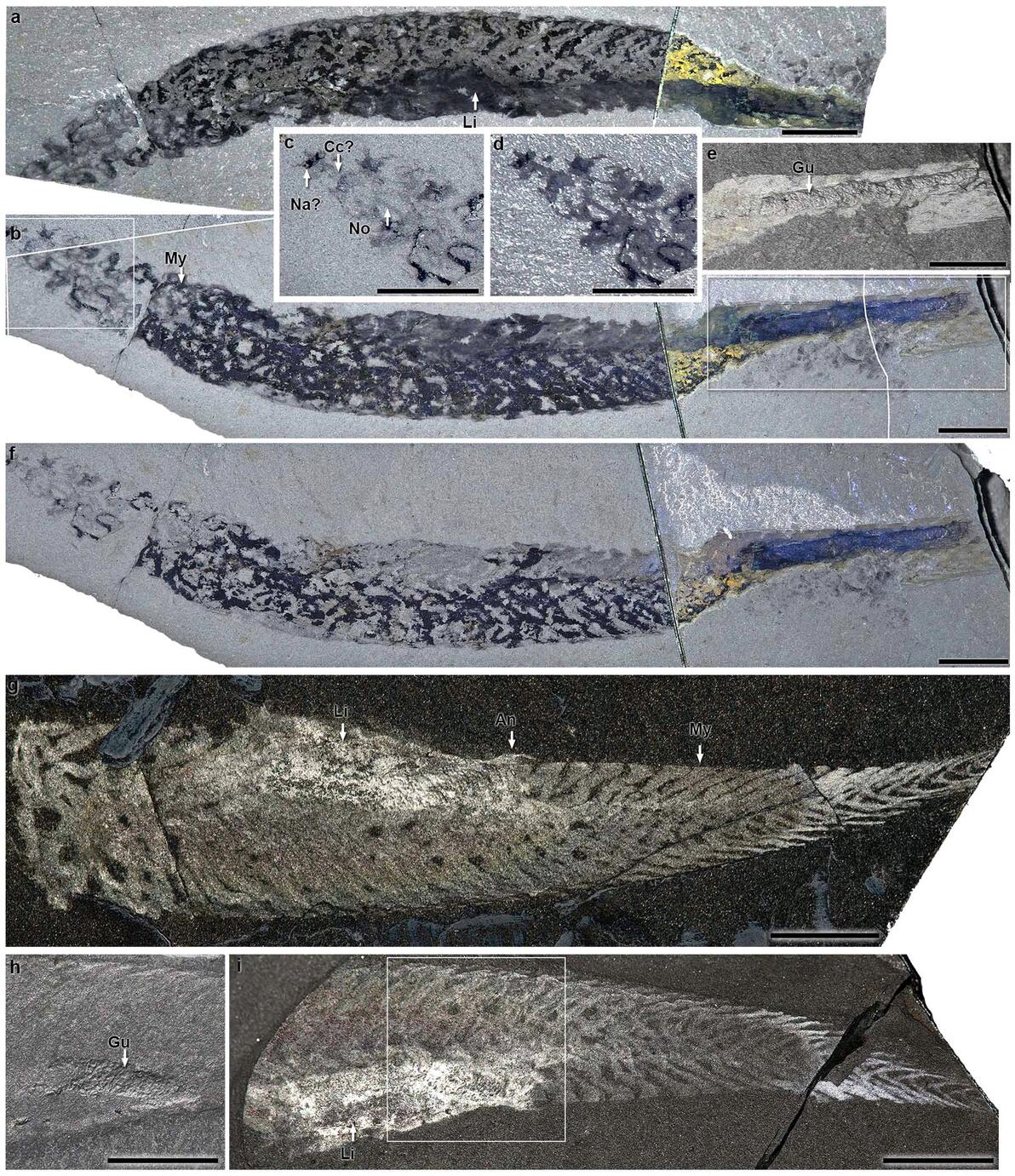 华可特后斯普里格鱼(Metaspriggina walcotti ) - 哔哩哔哩