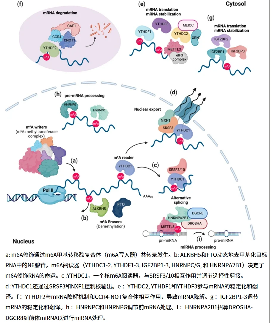 什么是m6A? - 哔哩哔哩
