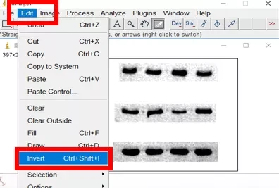 Image J定量分析WB灰度值 - 哔哩哔哩