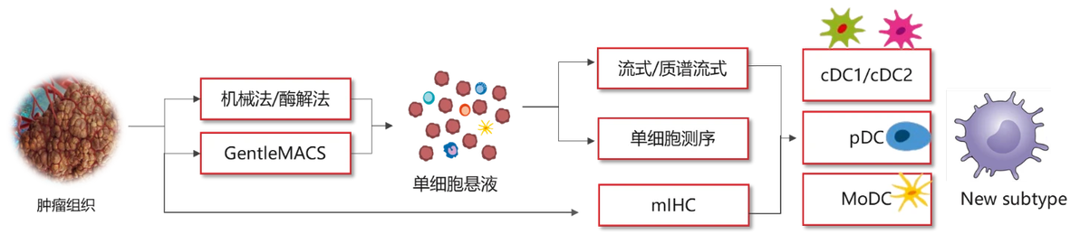 DC细胞培养攻略 - 哔哩哔哩