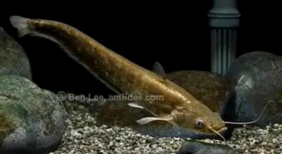 震源:日本特有的三种鲶属鱼类简介 - 哔哩哔哩