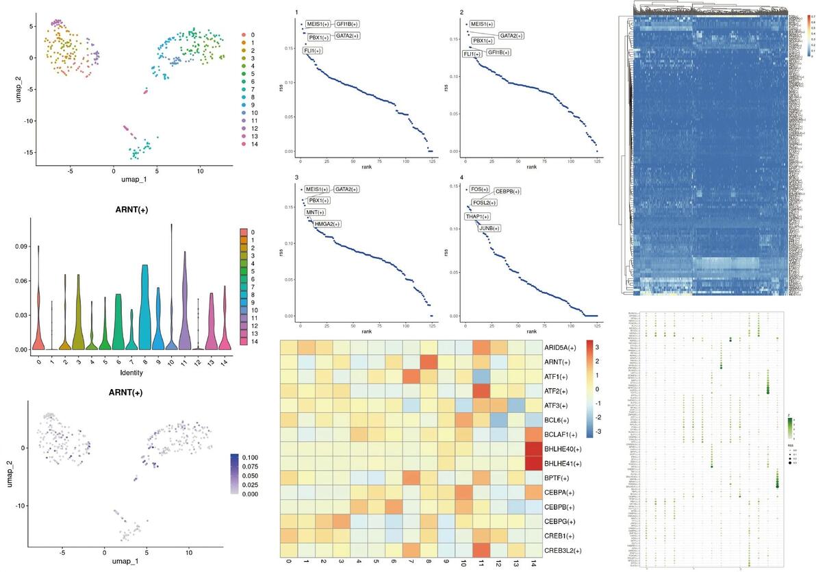 非模式物种PySCENIC分析流程 - 哔哩哔哩