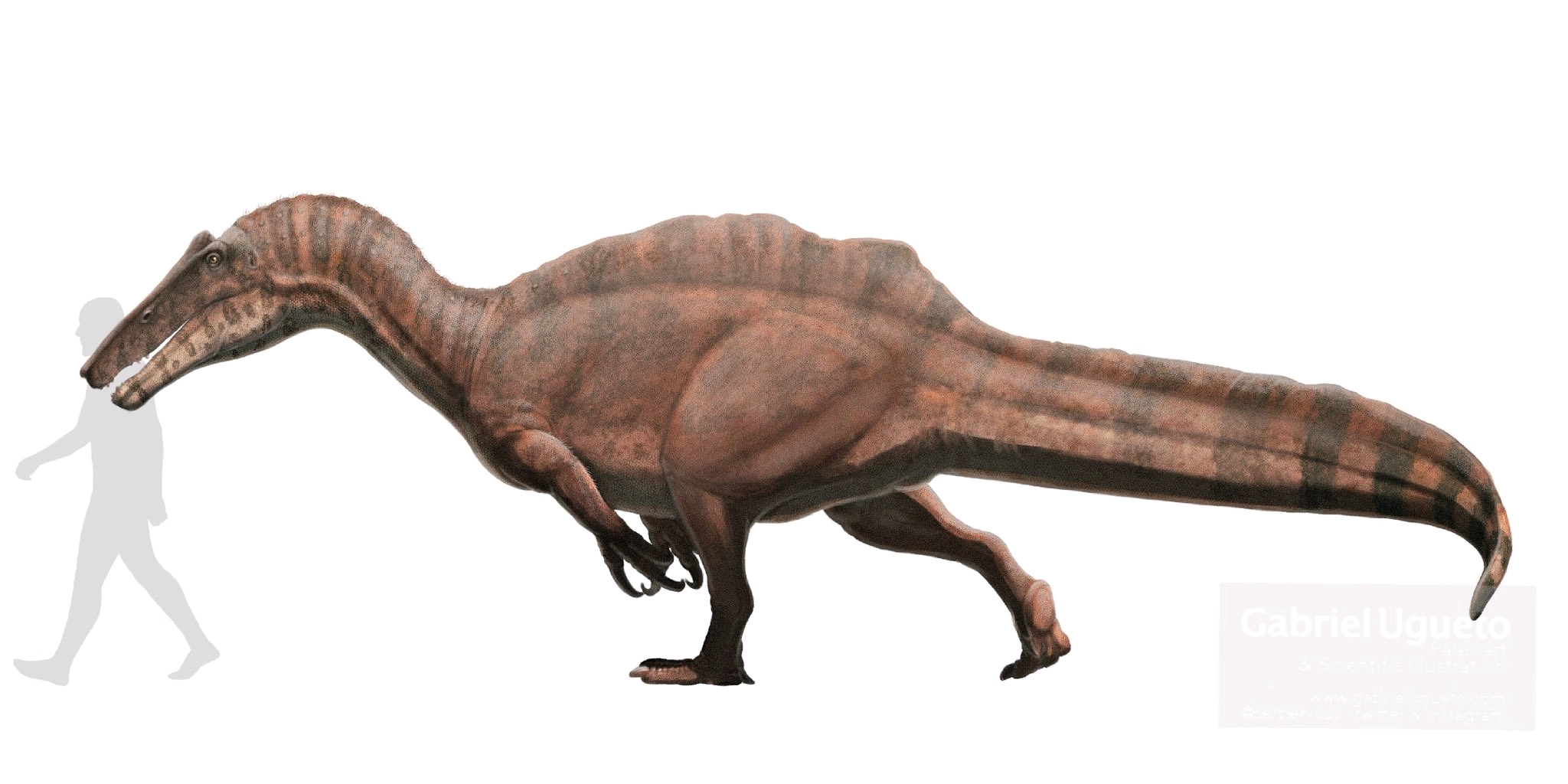 分享古生物图片(第十二期) - 哔哩哔哩