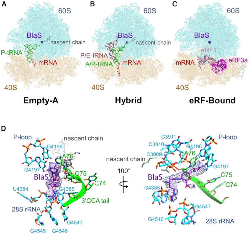 AbMole丨Blasticidin S在构建稳转株、抗肿瘤、抗植物病害的应用 - 哔哩哔哩