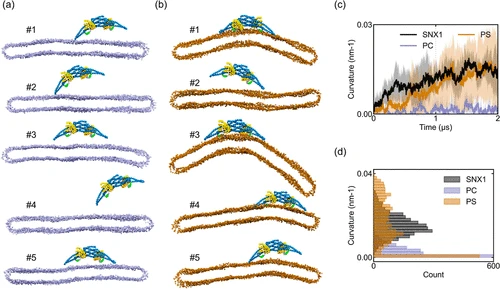 JPCB | 分子动力学：snx1蛋白诱导膜弯曲的分子机制研究 - 哔哩哔哩