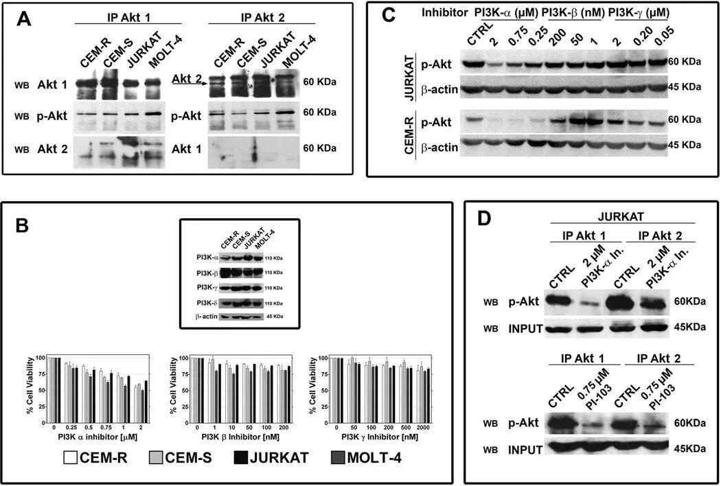 PI3K-Akt信号通路深度解读：激活/组成/通路串联/通路检测…… - 哔哩哔哩