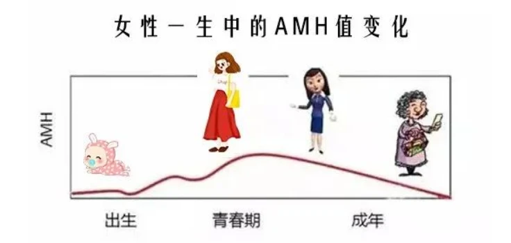 amh低就没有成熟卵泡吗？卵巢amh低能要试管婴儿吗？ - 哔哩哔哩