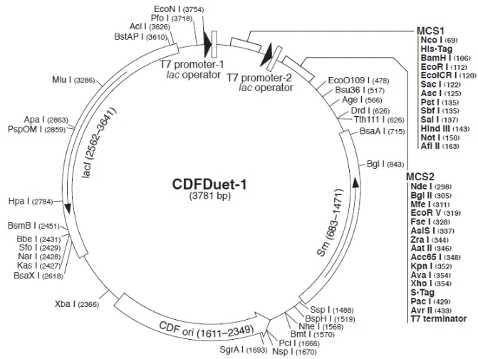 pCOLAduet-1质粒序列—艾普蒂生物 - 哔哩哔哩