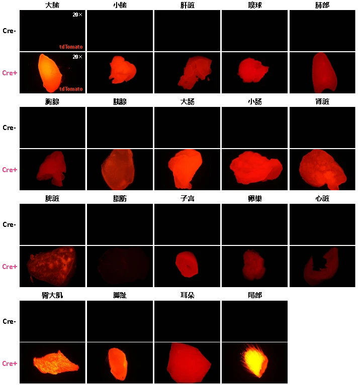新品上架 | Reporter大鼠模型—SD-CAG-EGFP大鼠&SD-ROSA26-LSL-tdTomato大鼠 - 哔哩哔哩