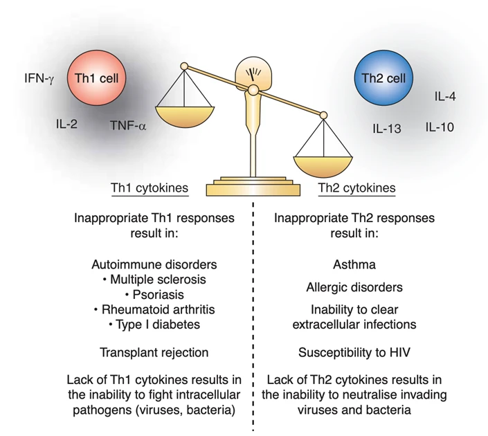 T细胞分类及标记物汇总详解版 - 哔哩哔哩