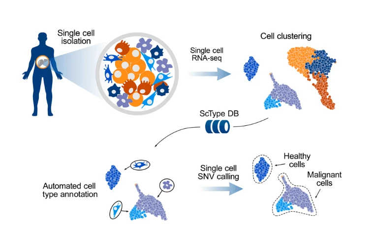 小云带你玩转单细胞注释工具-ScType - 哔哩哔哩