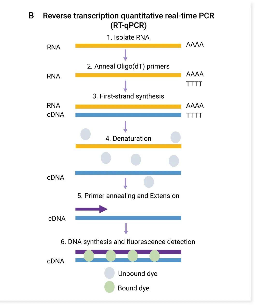 从基础到进阶：PCR、qPCR 和 RT-PCR 不是一回事儿？|MCE - 哔哩哔哩