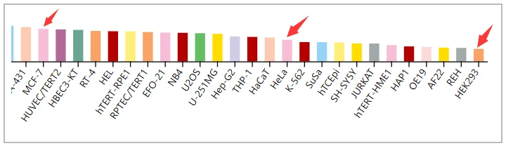 【小优细节君】P-STAT1怎么做出理想的WB条带？ - 哔哩哔哩