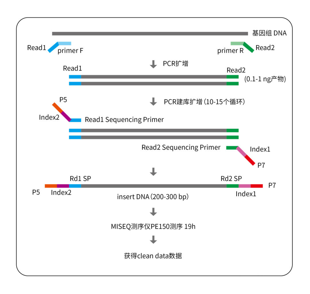 CRISPR screening—sgRNA pool构建流程 - 哔哩哔哩