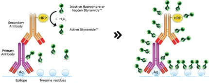 AAT Bioquest:低丰度靶标染色神器----TSA和PSA - 哔哩哔哩