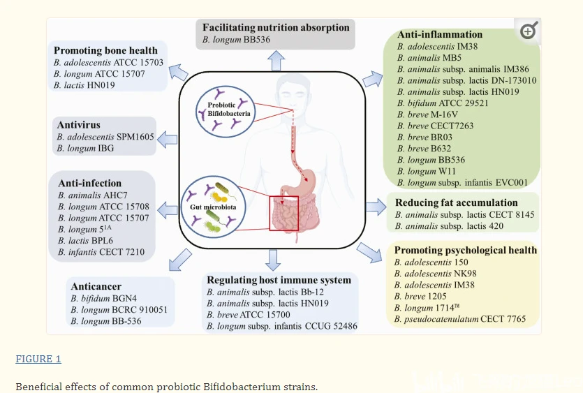扒一扒乳双歧杆菌CECT8145 真的有效么？ - 哔哩哔哩