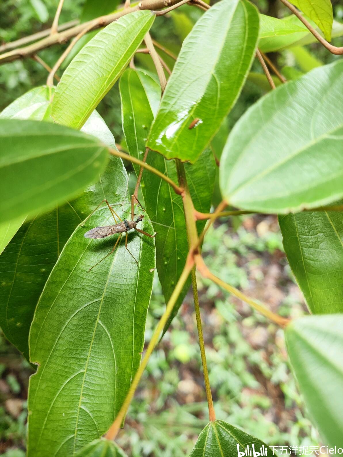 关于2024年猎蝽科采集记录的那档事 - 哔哩哔哩