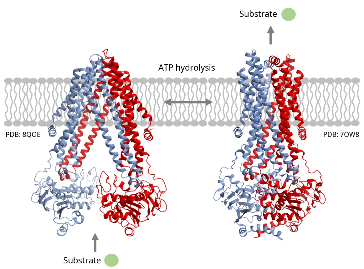从球状到纤维，探索蛋白质的多样结构与功能 - 哔哩哔哩