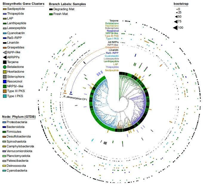 Cell | 抗菌肽怎么分析？ - 哔哩哔哩