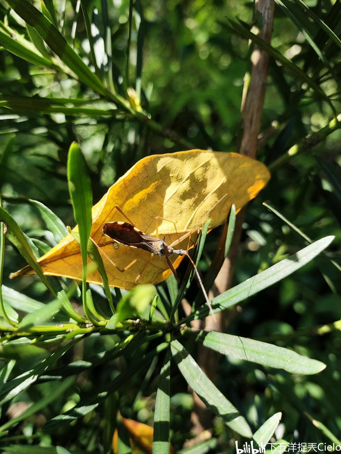 关于2024年猎蝽科采集记录的那档事 - 哔哩哔哩