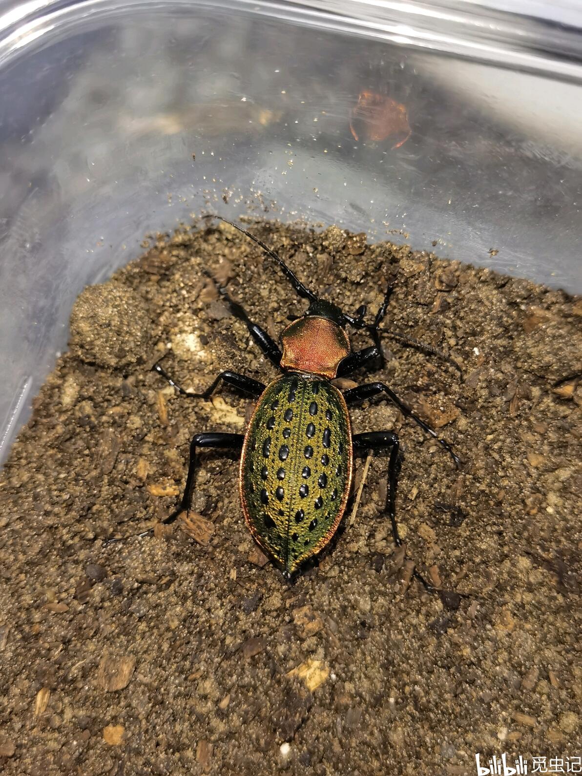 大步饲养：瘤鞘亚属Coptolabrus（壹） - 哔哩哔哩