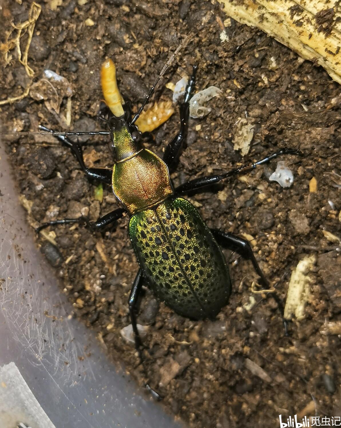 大步饲养：瘤鞘亚属Coptolabrus（壹） - 哔哩哔哩