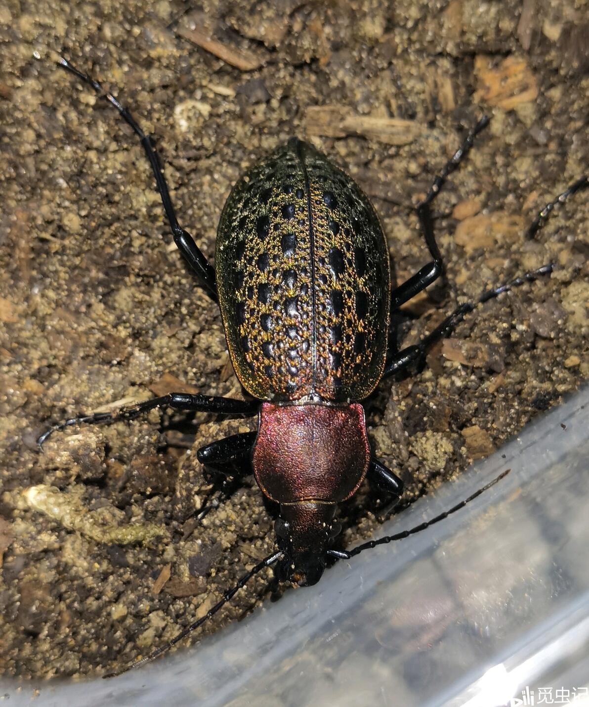 大步饲养：瘤鞘亚属Coptolabrus（壹） - 哔哩哔哩