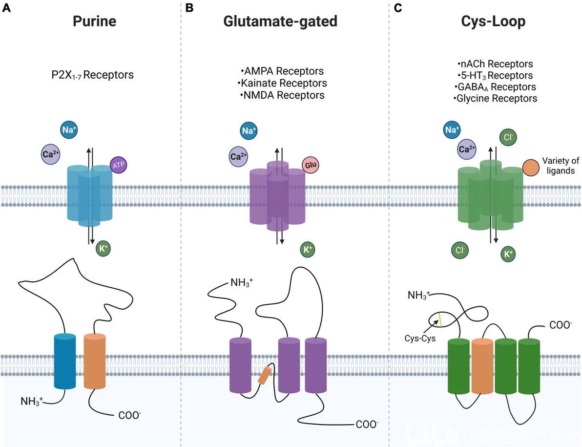 探索细胞膜上的隐形开关——离子通道 - 哔哩哔哩