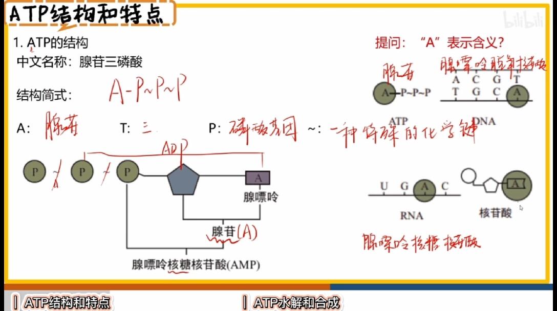 喜欢放p的ATP来喽~ | 知识【高中生物必修1】 - 哔哩哔哩