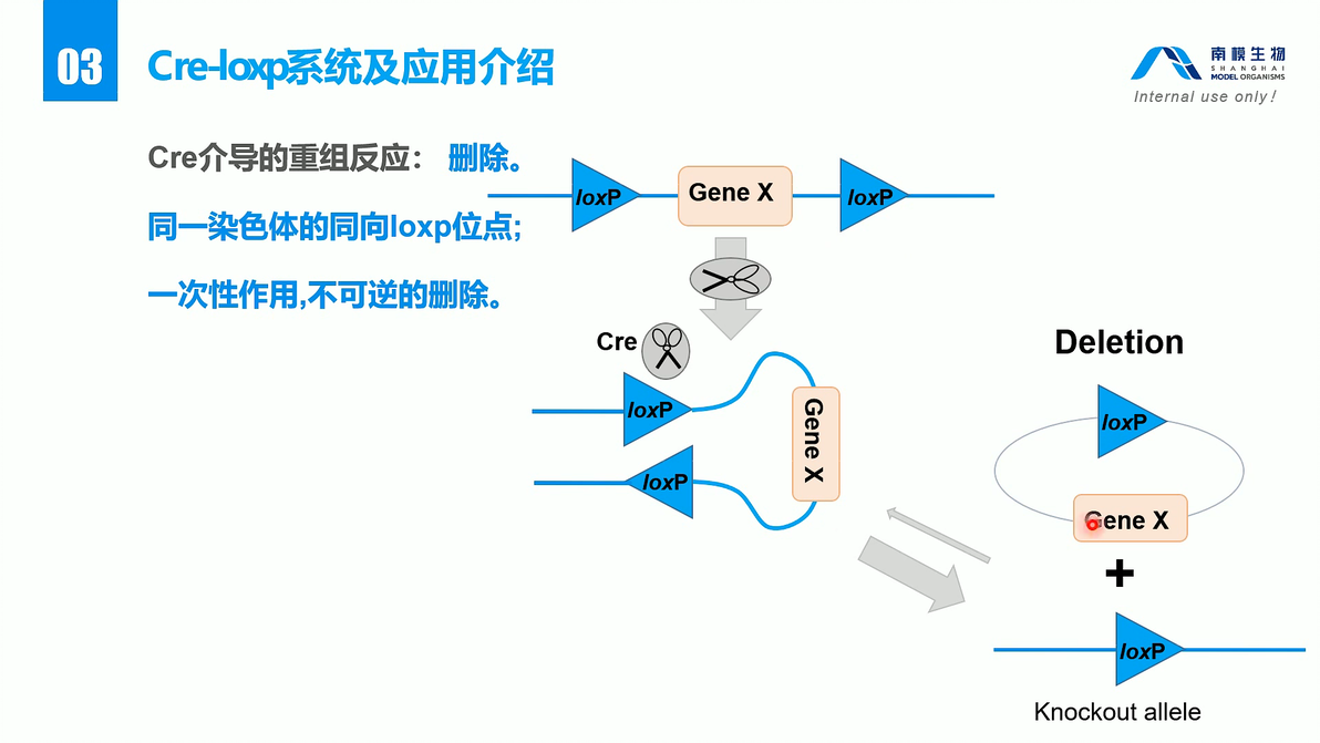 Cre-loxP系统介绍及使用问题 - 哔哩哔哩