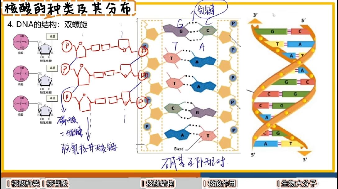 核酸重难点详解，你的DNA动了么？ | 知识【高中生物必修1】 - 哔哩哔哩