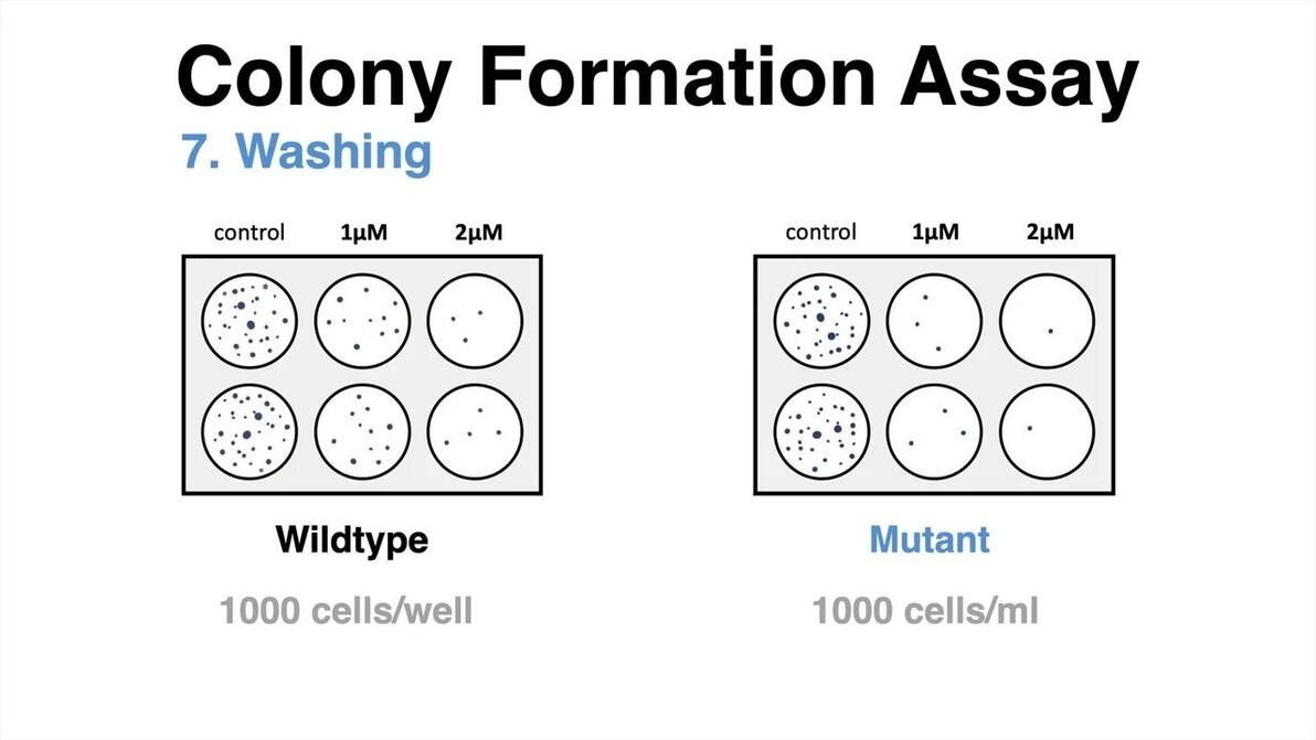 克隆形成实验Clonogenic Cell Survival Assay (Co - 哔哩哔哩