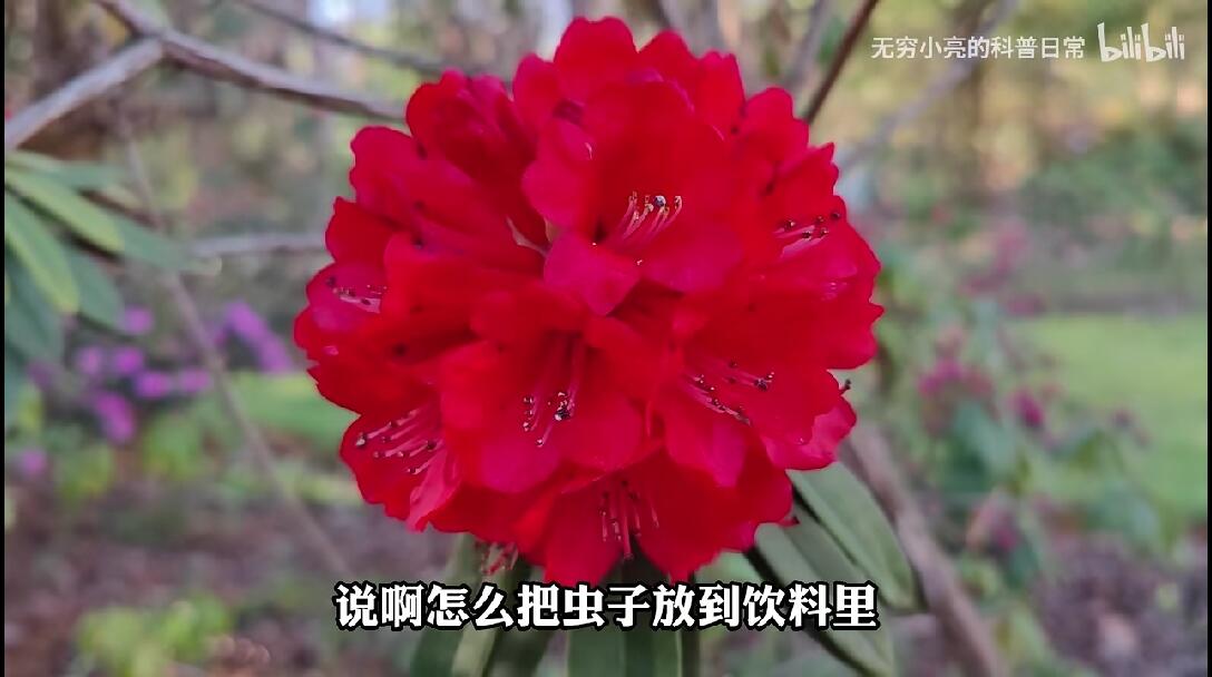 昆明植物园杜鹃的门道 - 哔哩哔哩