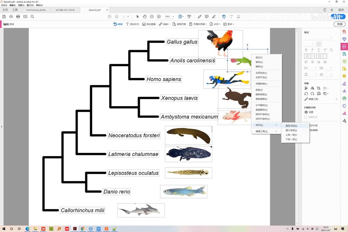 跟着Nature学画图~R语言ggtree展示进化树并添加图片注释~欢迎关注公众 - 哔哩哔哩